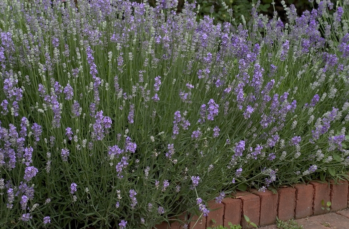 Lavandula anguvstifolia 'Super Blue' | Lavender | The Flower Spot
