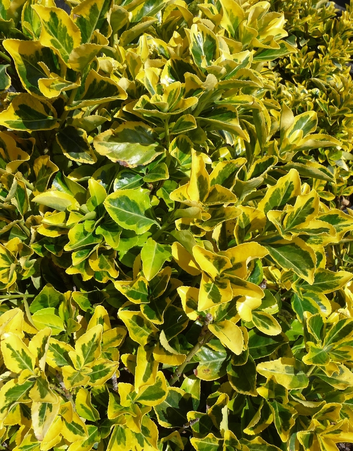 Euonymus japonicus 'Aureo-marginatus' | Golden Euonymus | The Flower Spot