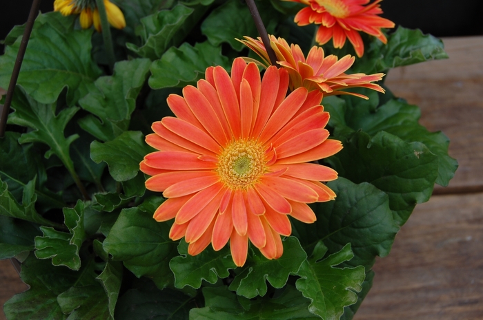 Gerbera jamesonii | Gerbera Daisy | The Flower Spot