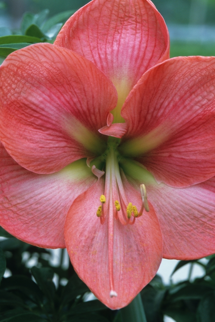 Amaryllis | Amaryllis | The Flower Spot