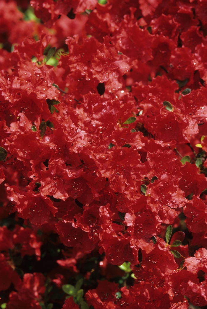 Rhododendron 'Girard Hotshot' | Girard's Hot Shot Azalea | The Flower Spot