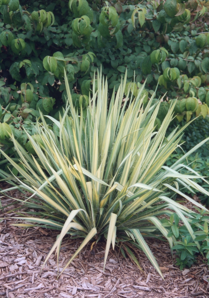 Yucca filamentosa 'Golden Sword' | Yucca | The Flower Spot