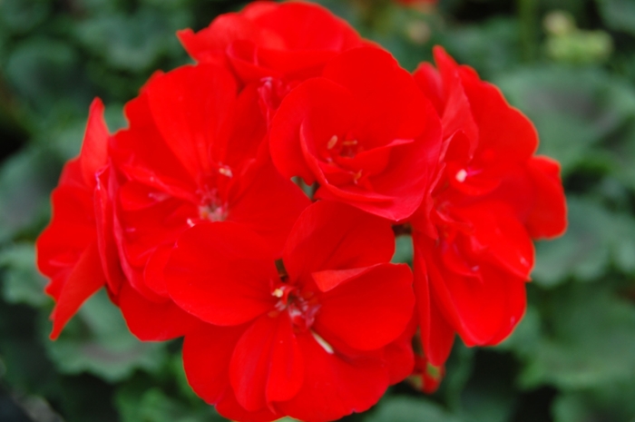 Pelargonium x hortorum 'Tango Series' | Zonal Geranium | The Flower Spot