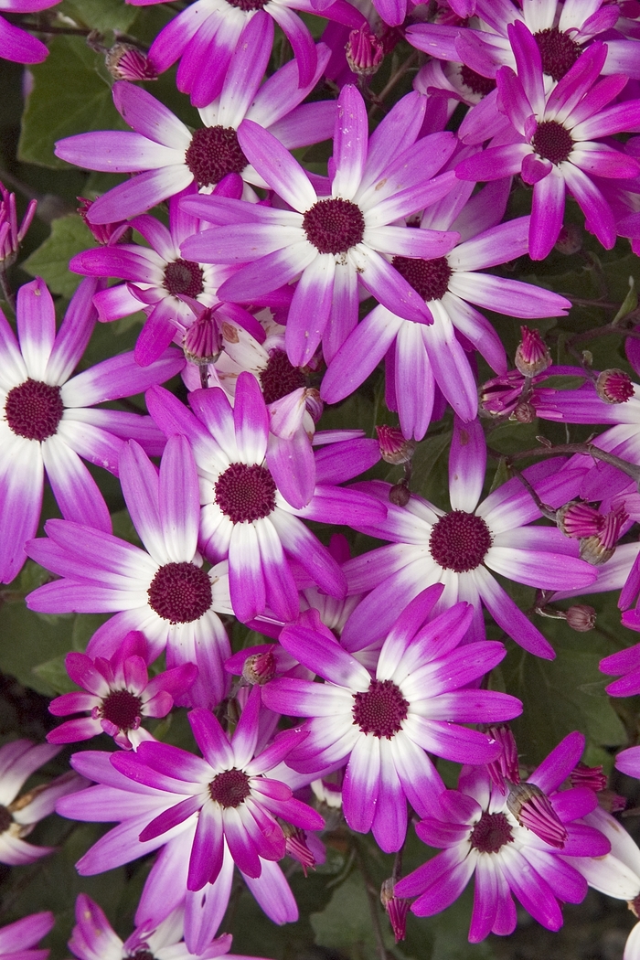 Pericallis hybrid | Cineraria | The Flower Spot