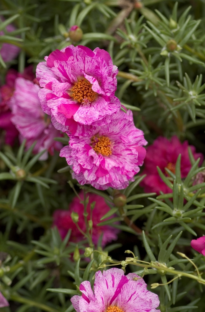Portulaca grandiflora 'Sundial Peppermint' | Moss Rose | The Flower Spot