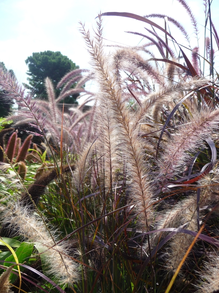 Pennisetum Setaceum Rubrum Purple Fountain Grass