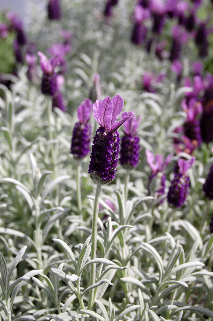 Lavandula stoechas 'Silver Anouk' | Butterfly Lavender | The Flower Spot