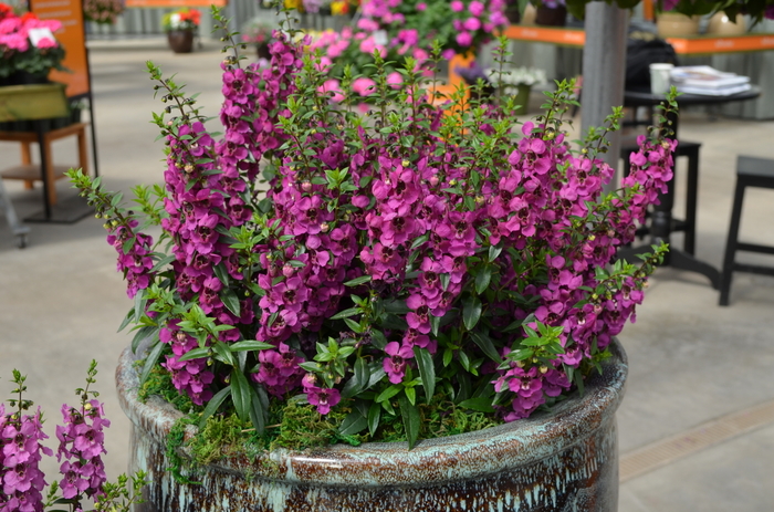 Angelonia angustifolia 'Archangel Raspberry' | Summer Snapdragon | The ...