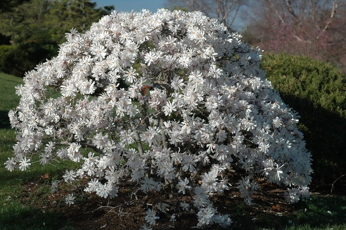 Magnolia stellata | Star Magnolia | The Flower Spot