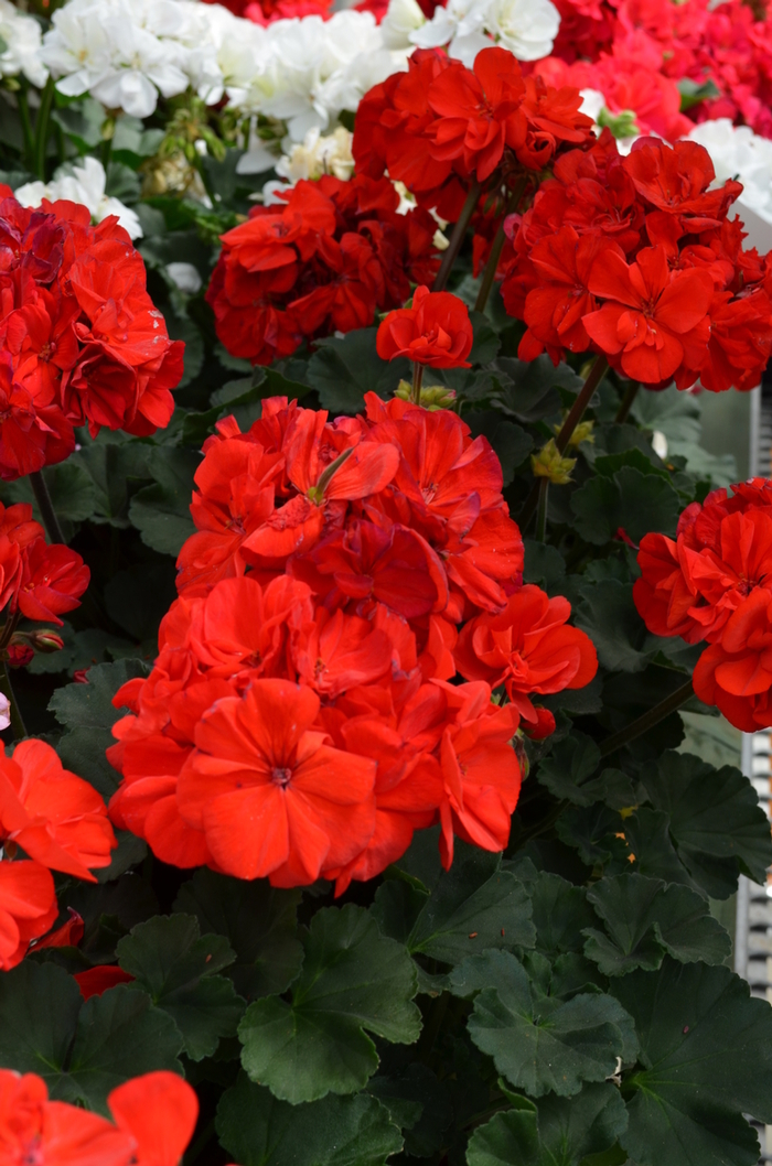 Pelargonium x hortorum (Zonal Geranium) | Presto | The Flower Spot
