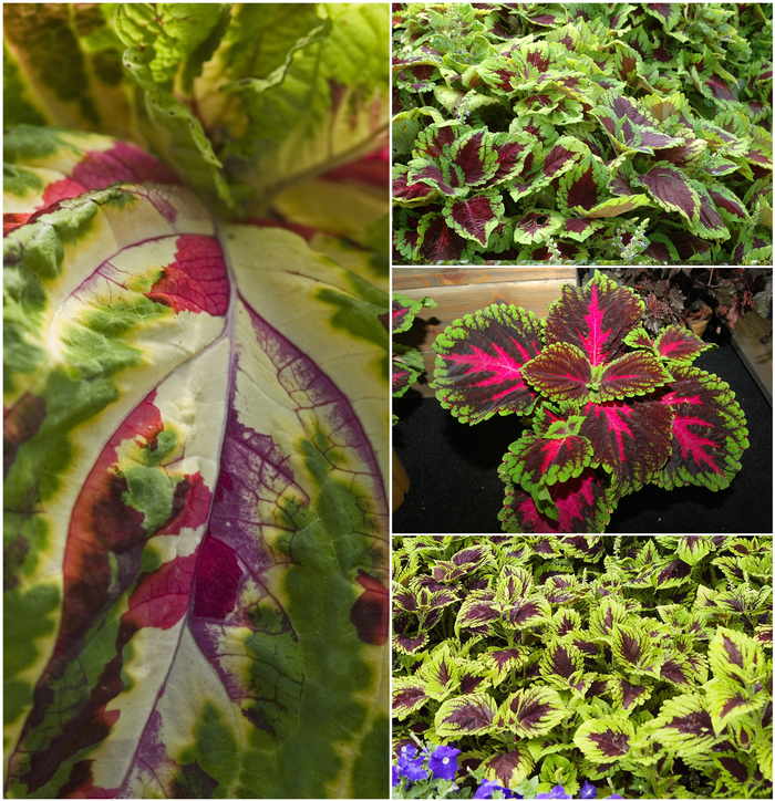 Solenostemon scutellarioides Kong™ Series | Kong Coleus | The Flower Spot