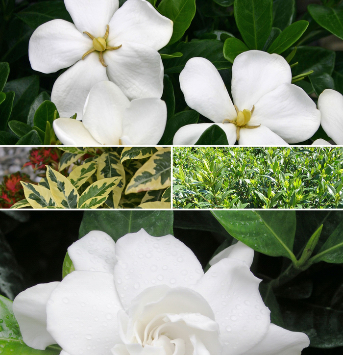 Multiple Varieties | Gardenia | The Flower Spot