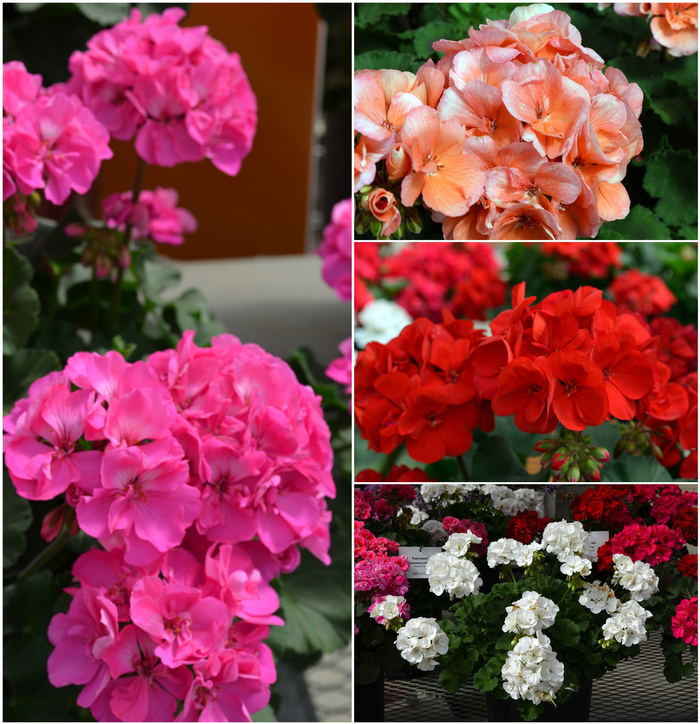 Pelargonium x hortorum 'Fantasia Series' | Fantasia® Geranium | The ...
