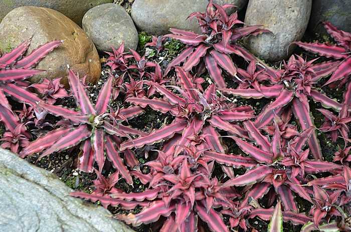 Cryptanthus bivittatus 'Ruby Red' | Earth Star | The Flower Spot