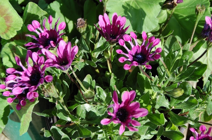 Osteospermum x hybrida | Astra™ Purple Spoon | The Flower Spot