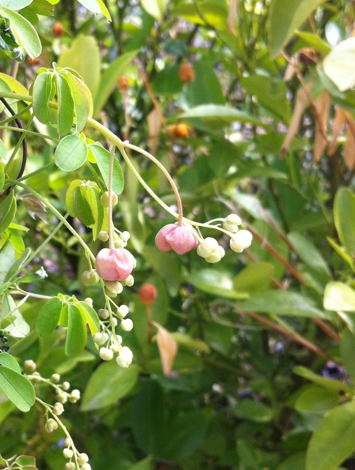 Akebia quinata | Chocolate Vine | The Flower Spot