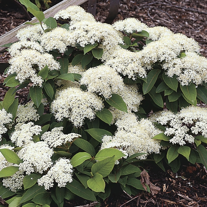 Viburnum cassinoides | Lil' Ditty® | The Flower Spot