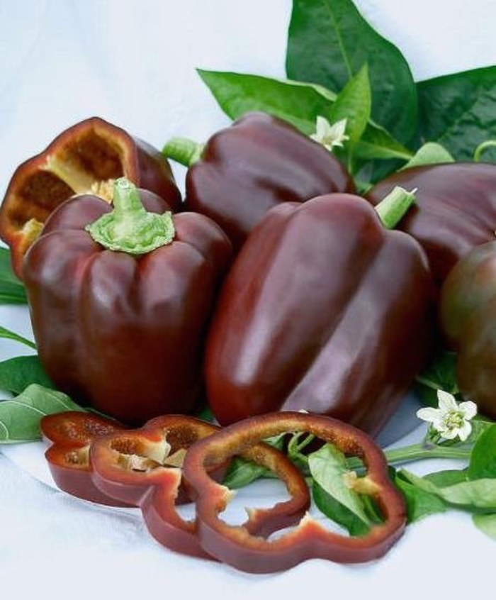 Capsicum annuum 'Chocolate Beauty' | Heirloom Bell Pepper | The Flower Spot