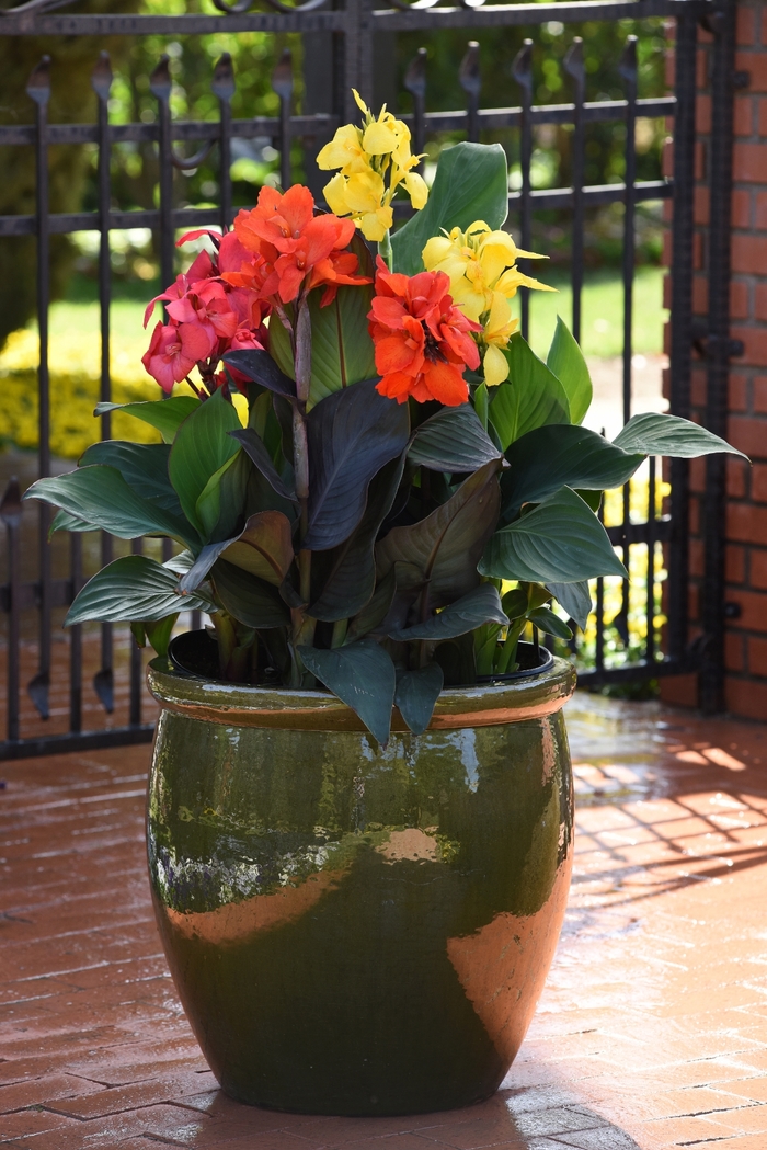 Canna x generalis | Cannova Series | The Flower Spot