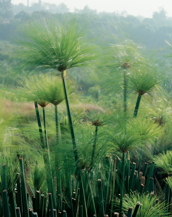 Cyperus prolifer | Dwarf Papyrus | The Flower Spot