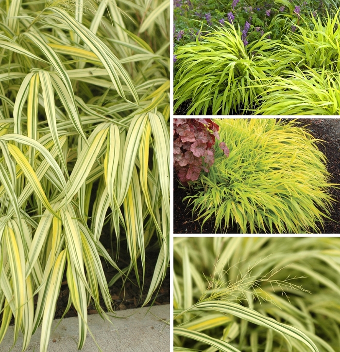 Japanese Ornamental Grass