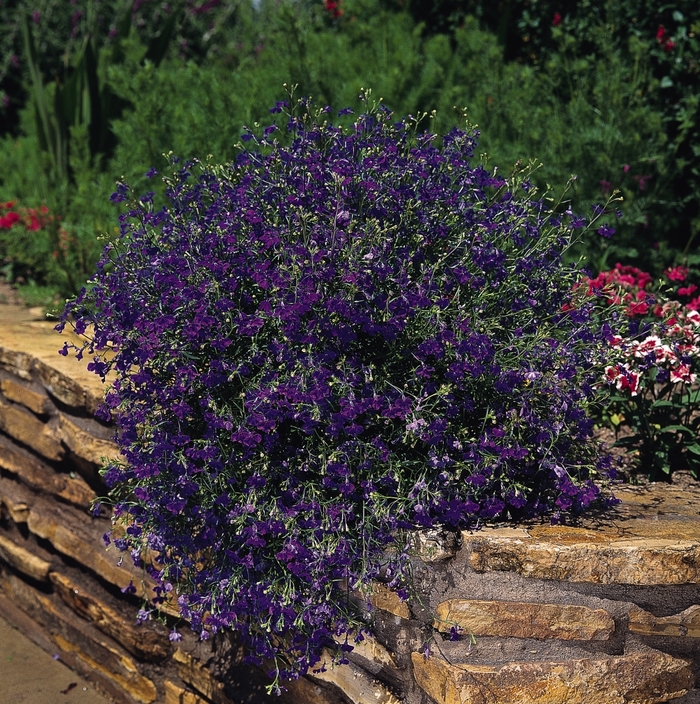 Lobelia erinus 'Regatta Marine Blue' | Regatta Lobelia | The Flower Spot