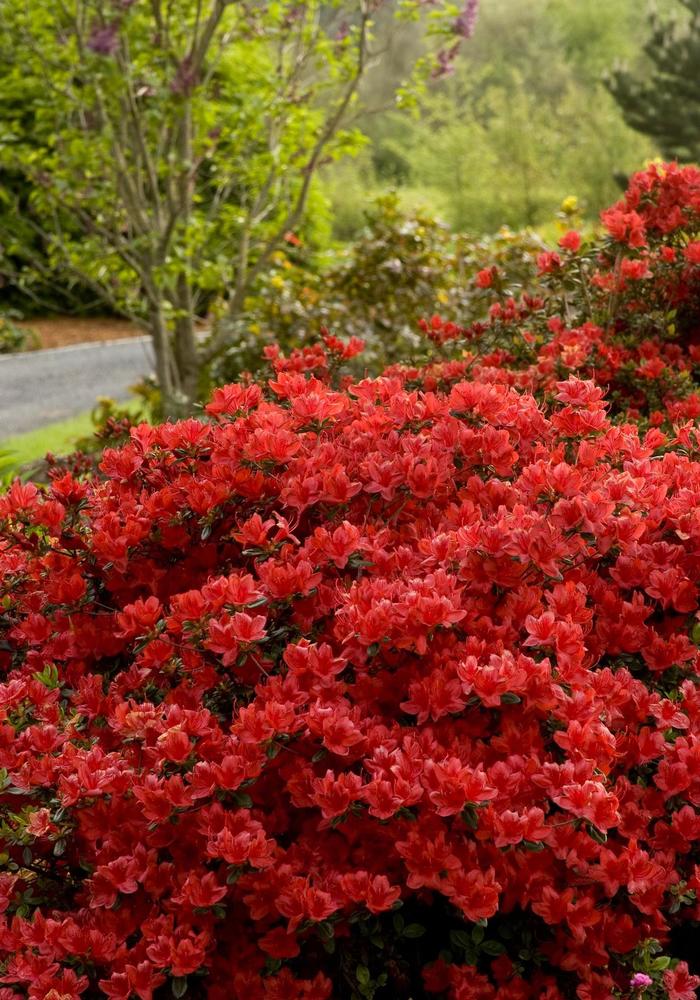Azalea x 'Girard's Hot Shot' | Azalea 'Girard's Hot Shot' | The Flower Spot