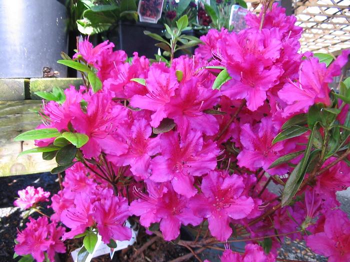 Azalea x 'Girard's Fuchsia' | Azalea 'Girard's Fuchsia' | The Flower Spot