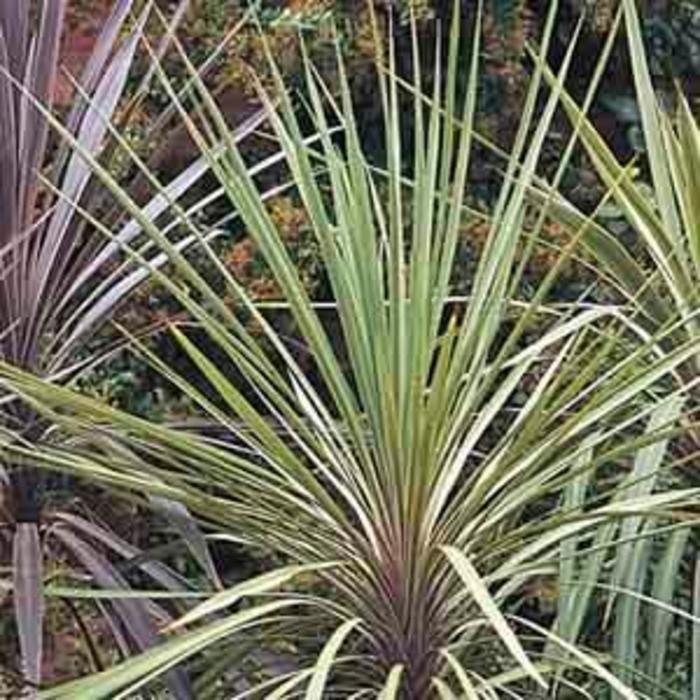 Dracaena indivisa | Spikes | The Flower Spot