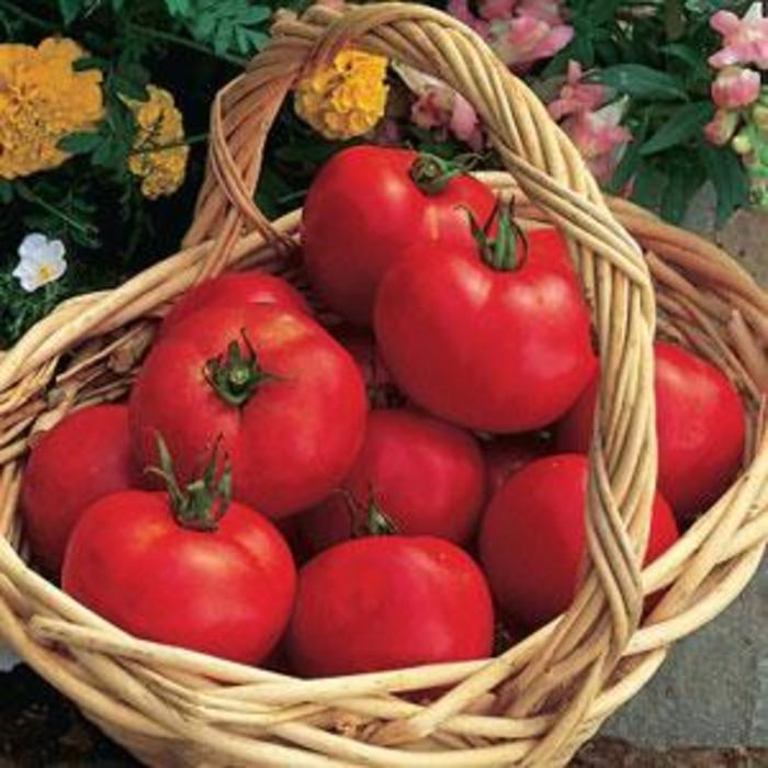 Tomato Early Girl | Early Girl Tomato | The Flower Spot