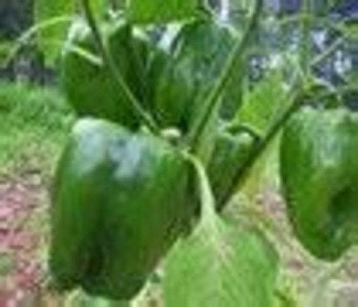 Keystone Giant Resistant Pepper | Pepper Keystone Giant Resistant | The ...