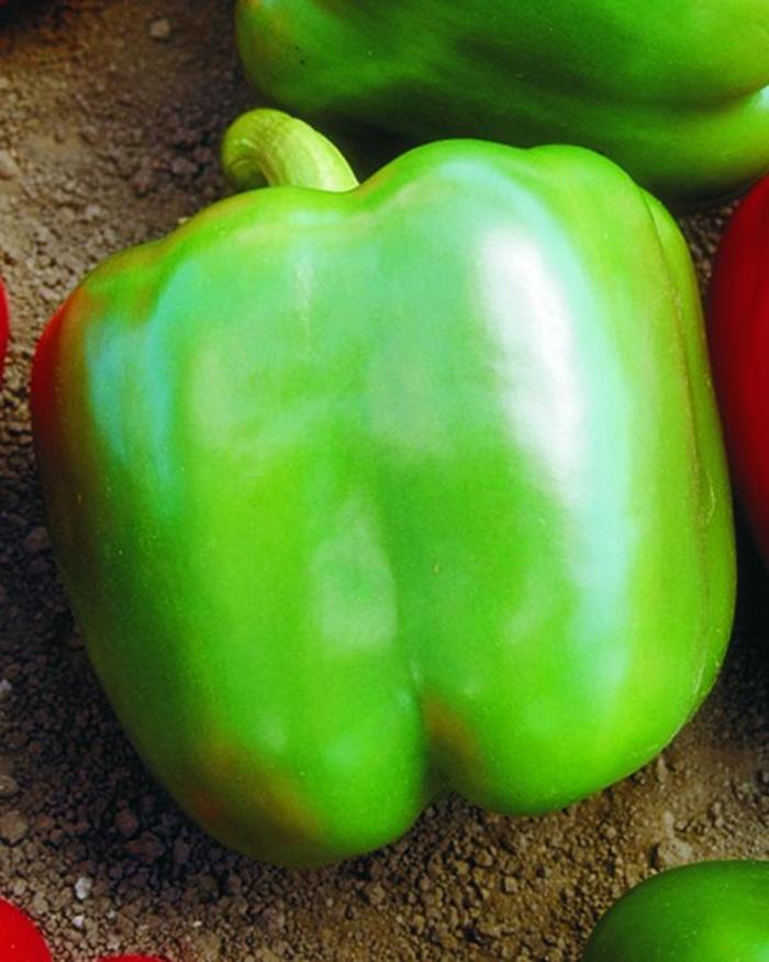 Red Knight Pepper | Pepper Red Knight | The Flower Spot