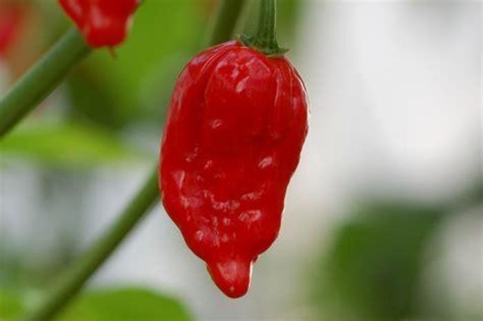Naga Viper Pepper | Pepper Naga Viper | The Flower Spot