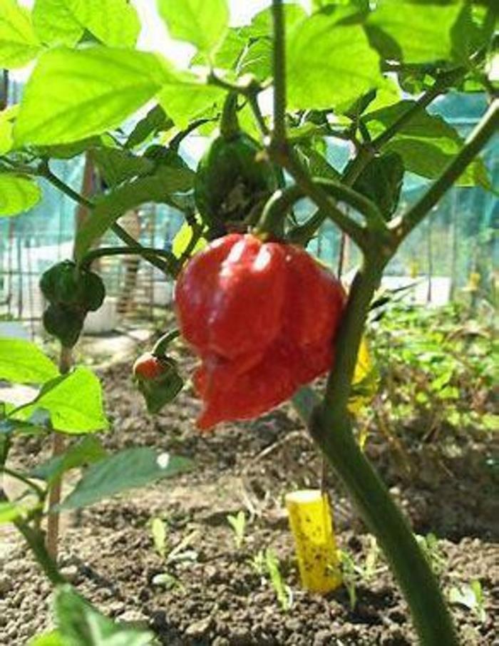 7 Pot Primo Pepper | Pepper 7 Pot Primo | The Flower Spot
