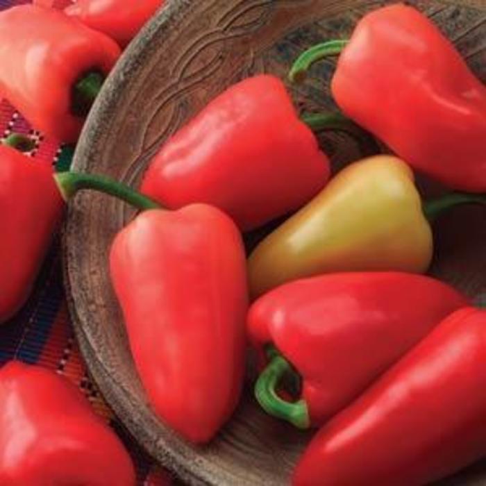 Mariachi Pepper | Pepper Mariachi | The Flower Spot