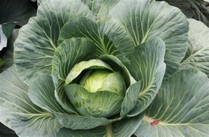 Danish Ball head Cabbage | Cabbage Danish Ball head | The Flower Spot