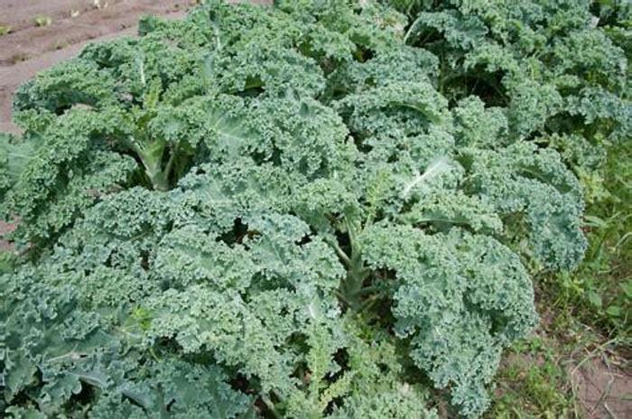 Dwarf Blue Curled | Kale Dwarf Blue Curled | The Flower Spot