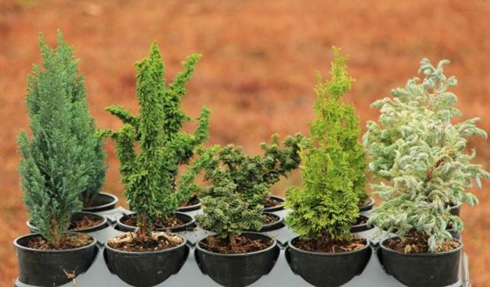 Miniature Evergreen Trees