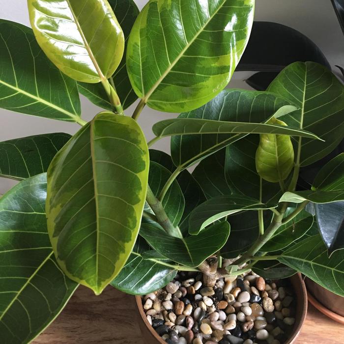 Ficus Altissima | Ficus Altissima | The Flower Spot