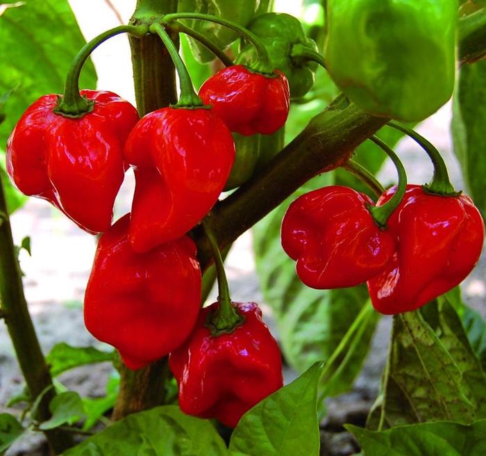 Capsicum annuum 'Gypsy' | Gypsy Pepper | The Flower Spot