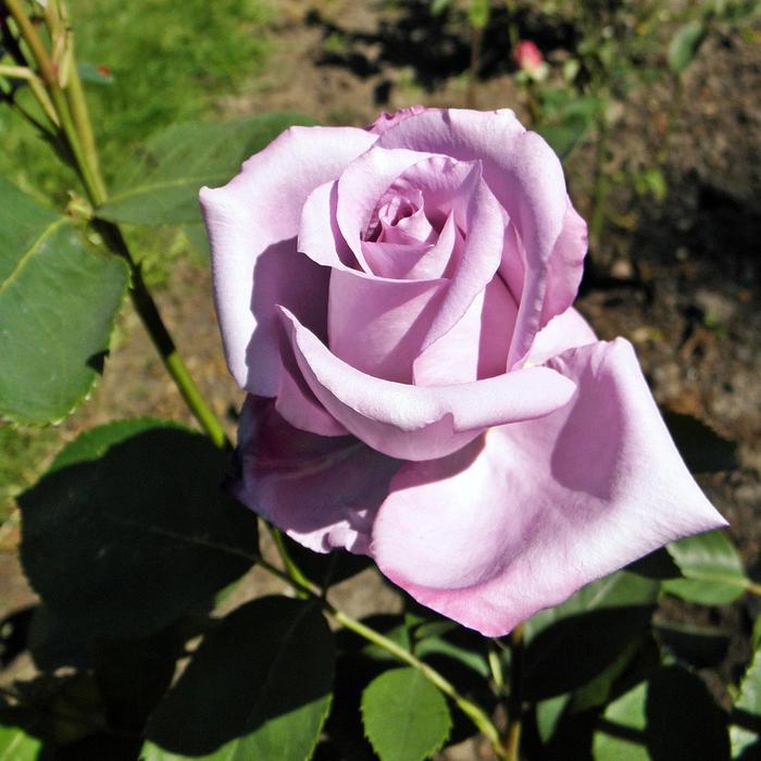 Rosa 'Blue Girl' | Rose 'Blue Girl' | The Flower Spot