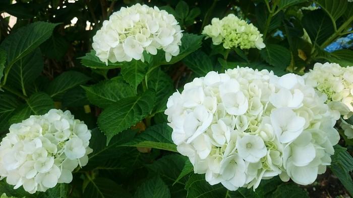 Hydrangea macrophylla 'Everlasting® Bride' | Hydrangea 'Everlasting ...