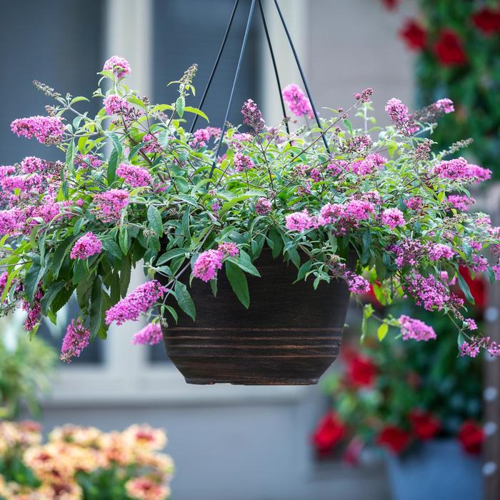 Buddleia davidii (Butterfly Bush) | Baby Buzz 'Basket Pink' | The ...