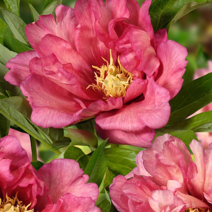 Paeonia Itoh Peony Assorted Varieties The Flower Spot