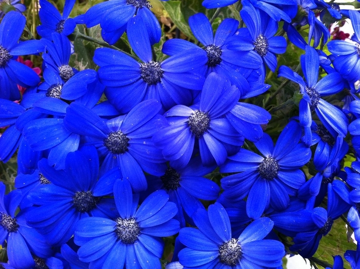 Pericallis | 'Multiple Varieties' Cineraria | The Flower Spot